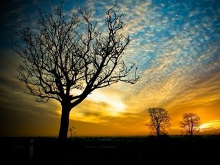 My Mobile Store: Nature Wallpapers (Resolution - 320 x 240)