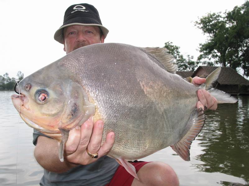 Big Fishes of the World: PACU (Piaractus mesopotamicus)