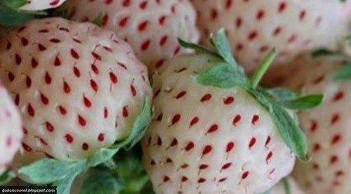 Pelik! PINEBERRY, Strawberi Putih Rasa Nanas - Gaban Comel