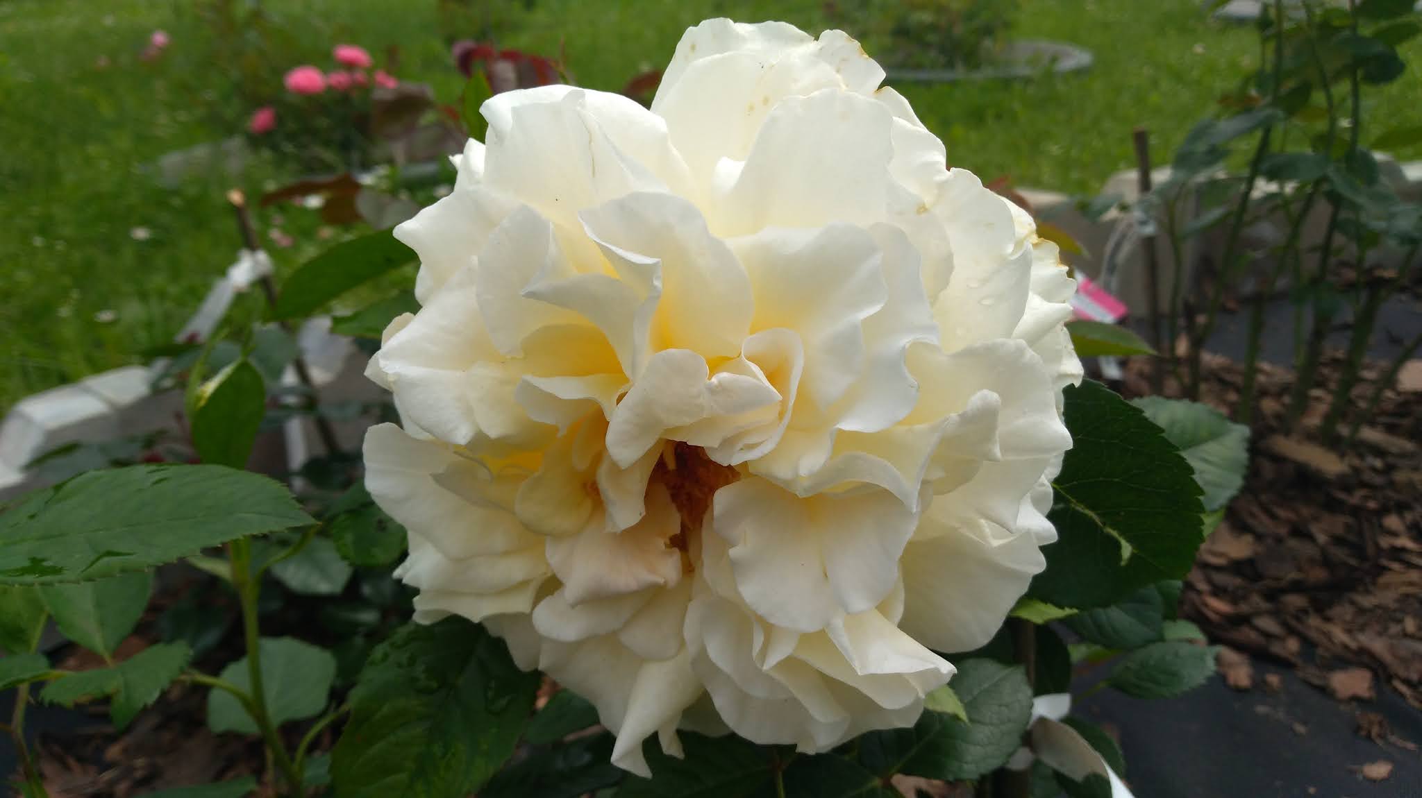 Ranczo Elma: Róża (Rosa) Miss Fine