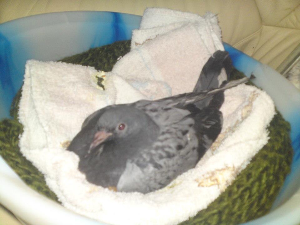 PigeonRescueTeam Blog: Pictures of animals we have rescued