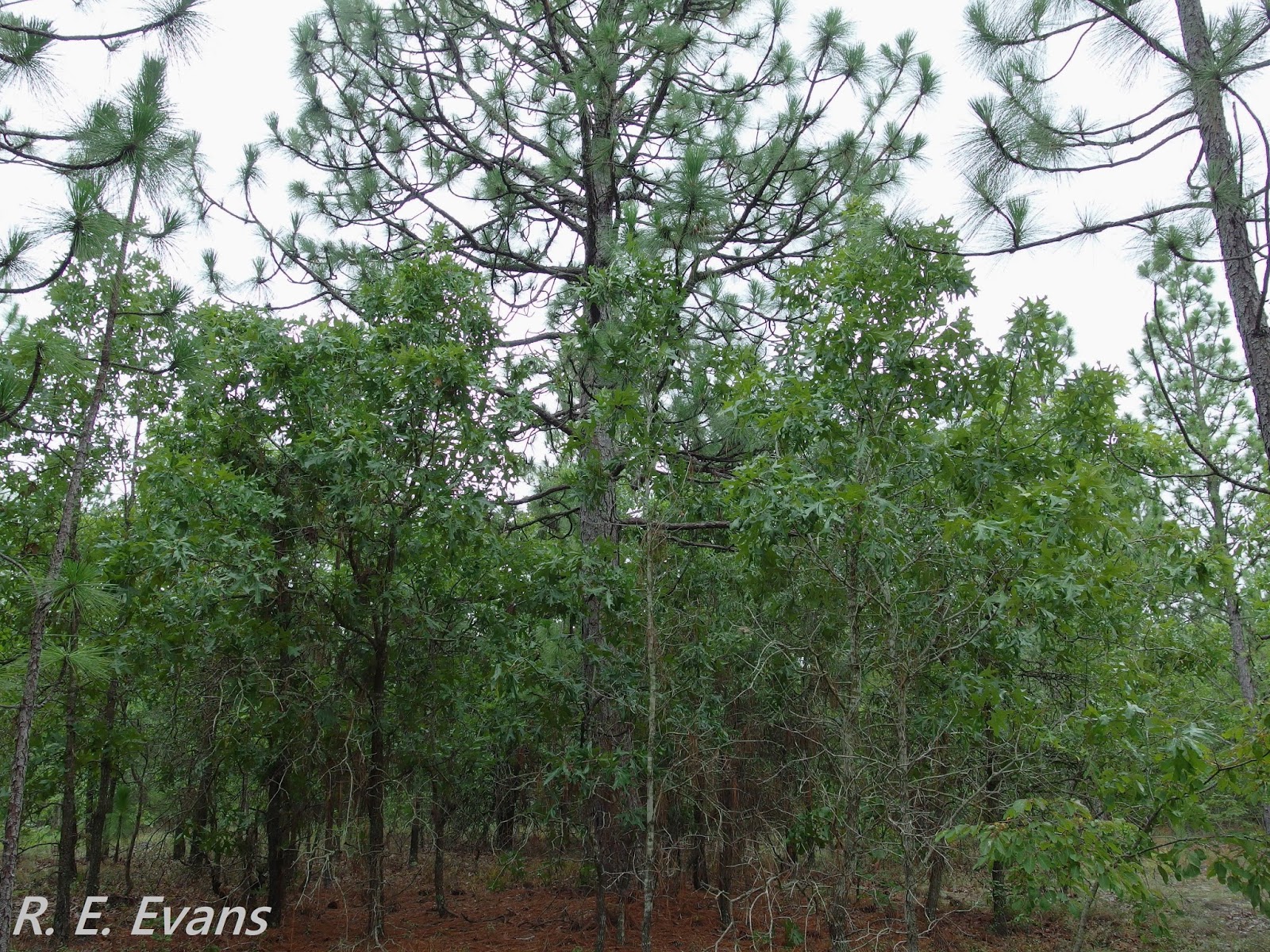NC Plant Conservation & Beyond: Longleaf Pine Sandhills - fire and ...