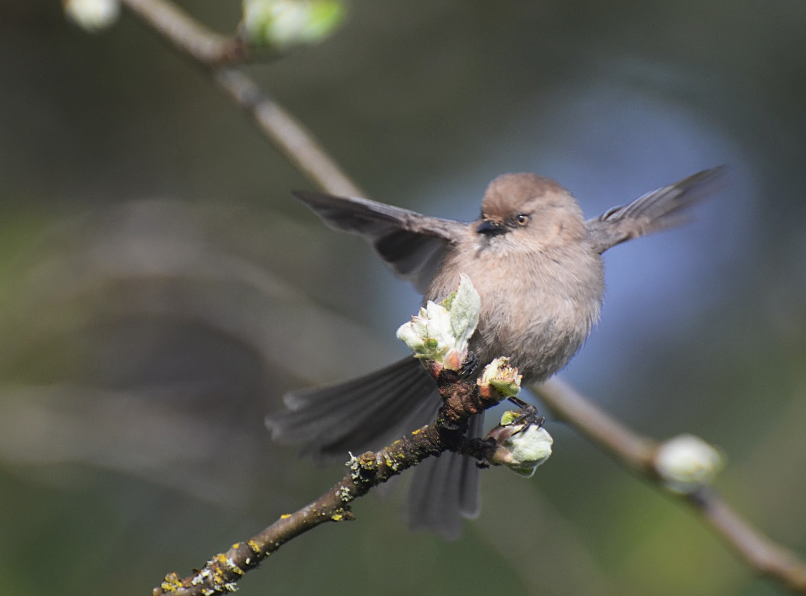 Oregon Backyard Birds, etc.: Bushtit: Dance, Dance
