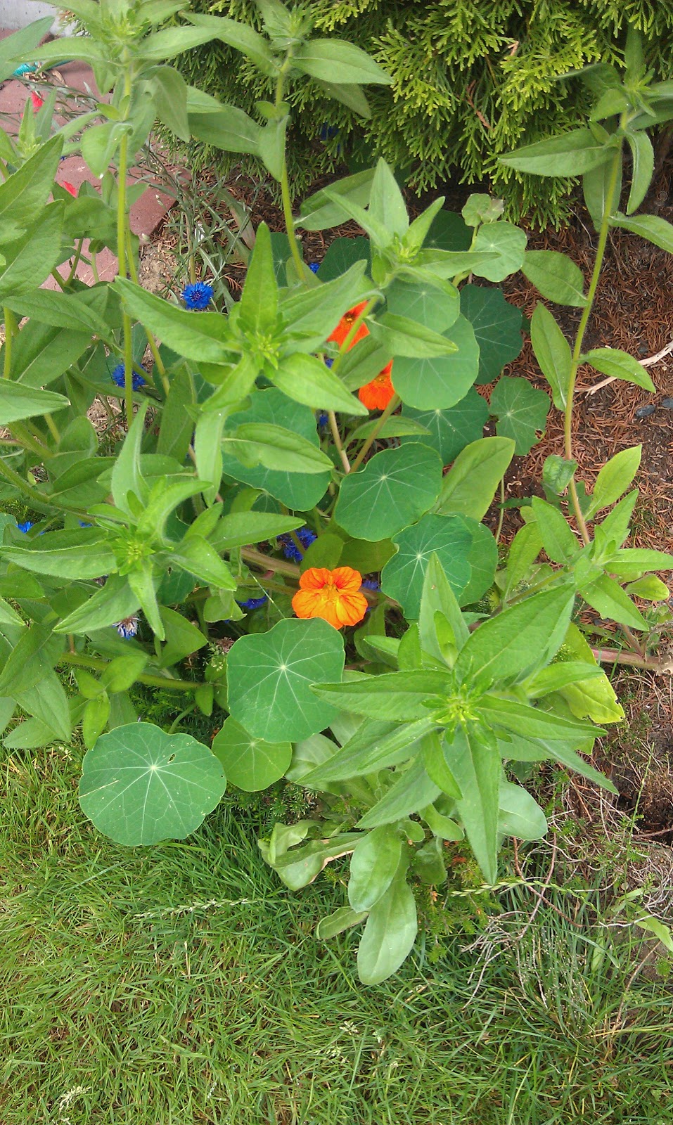 Smidgen Cakes: With Silver Bells and Cockle Shells...
