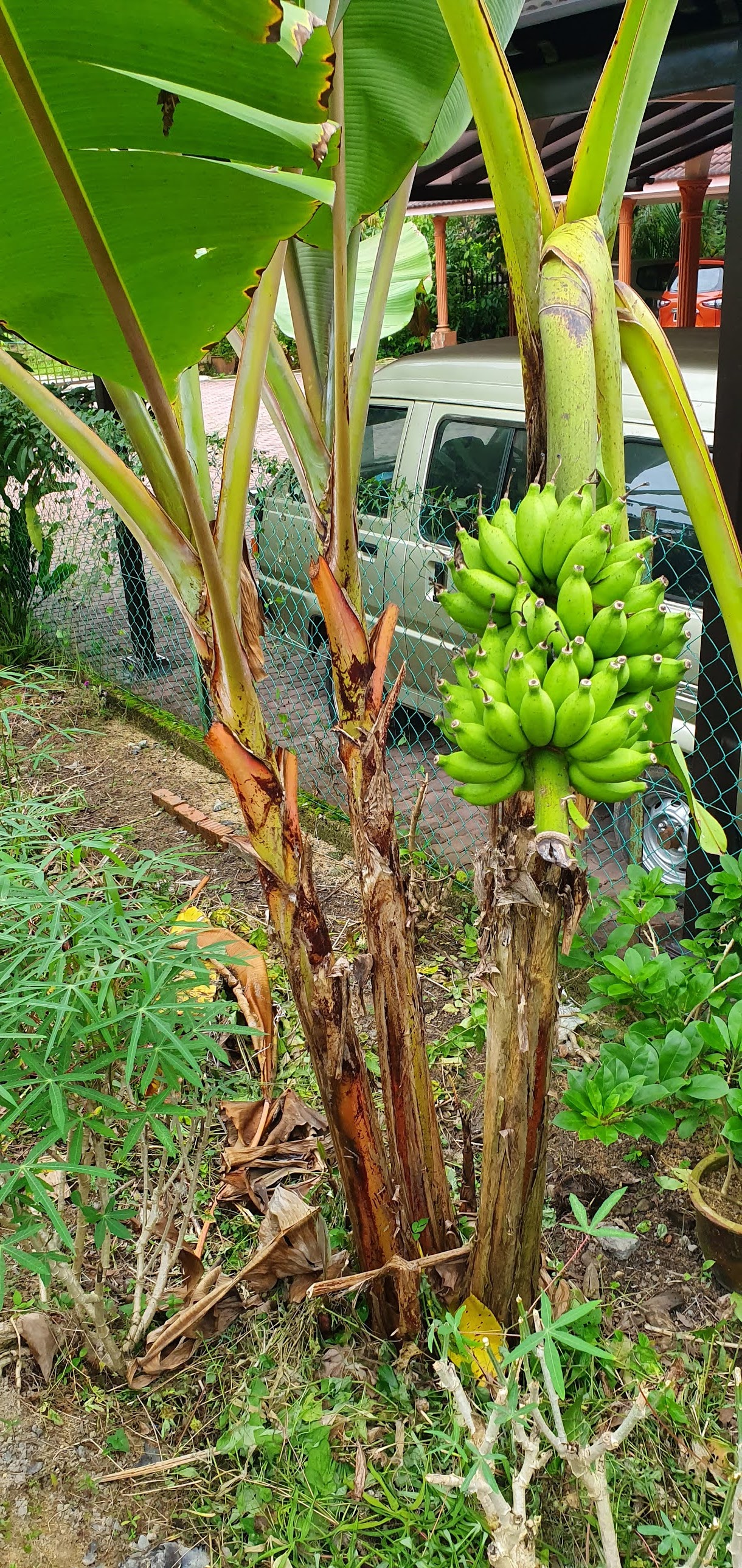 Warisan Petani: Pisang Lemak Manis vs Pisang 40 Hari
