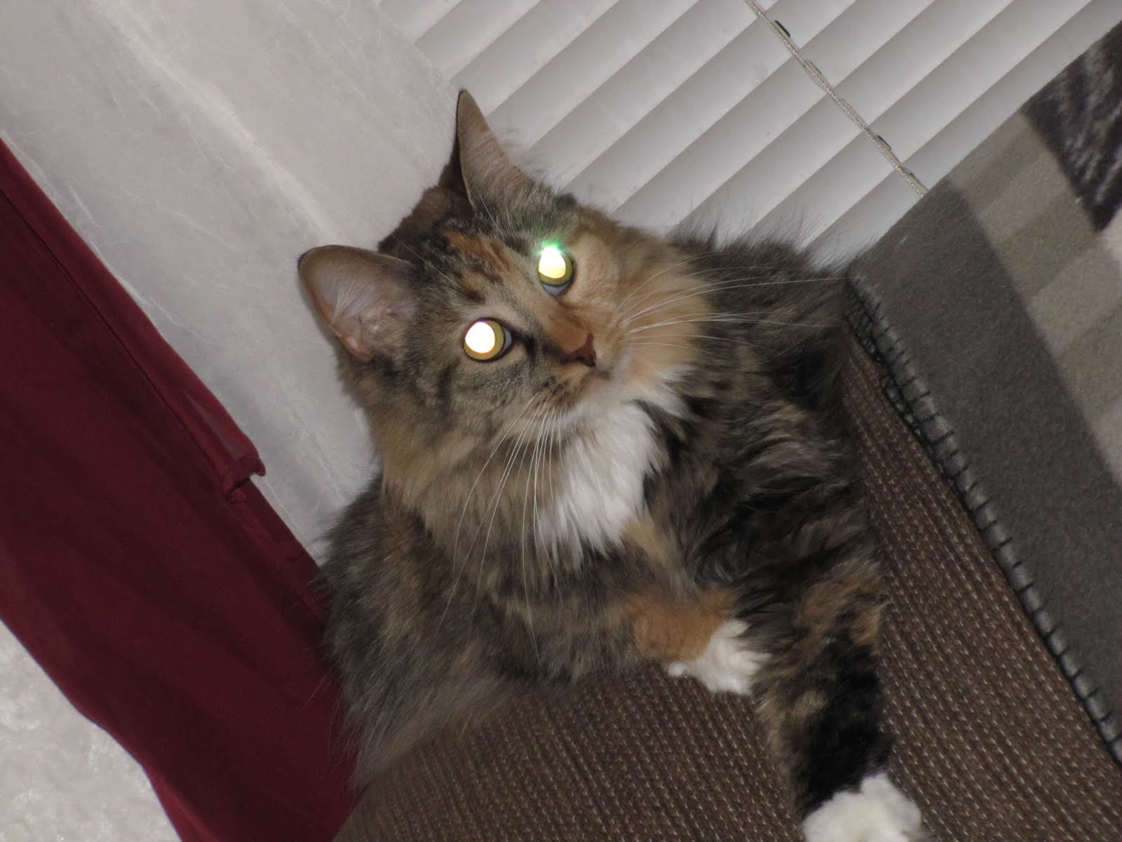 A'lil Country Sugar: A Brain Break & Cherry Pecan Bread