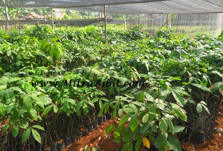 CV. Mitra Bibit: Foto Bibit Karet