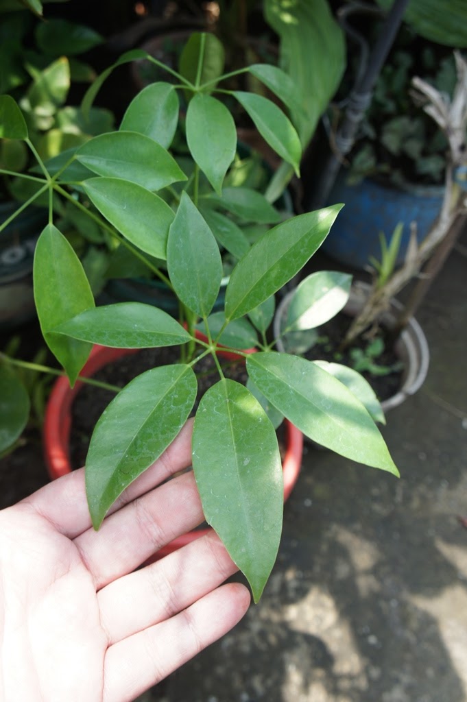 OUR PHILIPPINE TREES: Counting my 'Fingers'