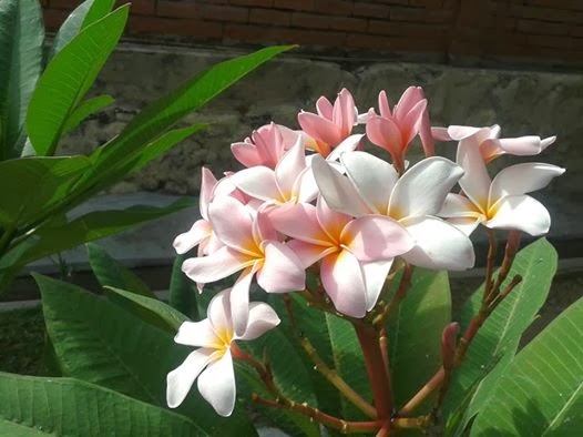 Serenemaklong: Bunga Kemboja