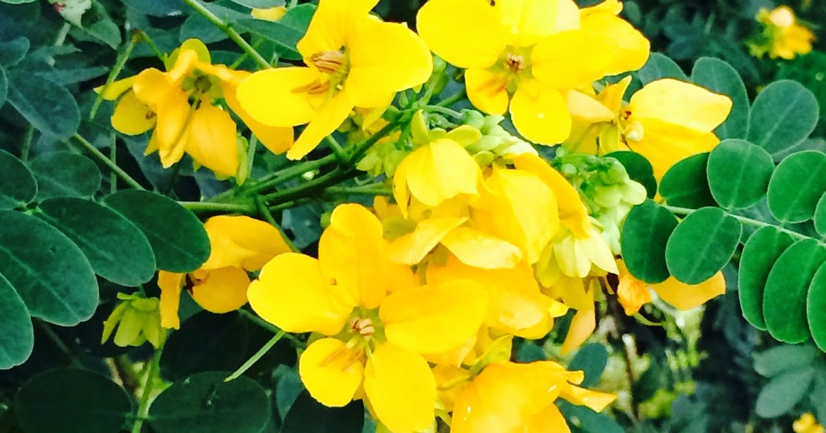 Amazing Avaram Poo ( Cassia auriculata): Avaram Poo Health & Beauty ...