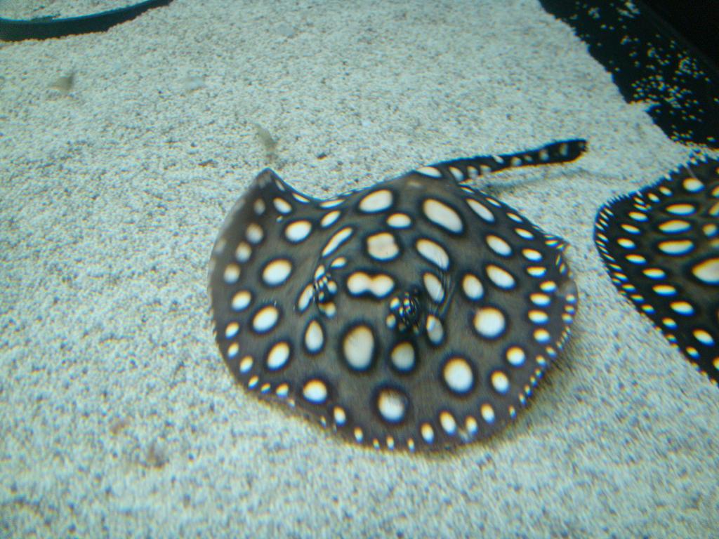 Predators of the amazon: 3 Pairs of High Quality Black Diamond Ray Pups