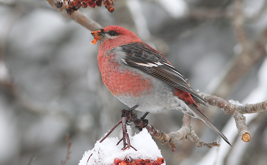 The Bruce Mactavish Newfoundland Birding Blog: Pine Grosbeak ...