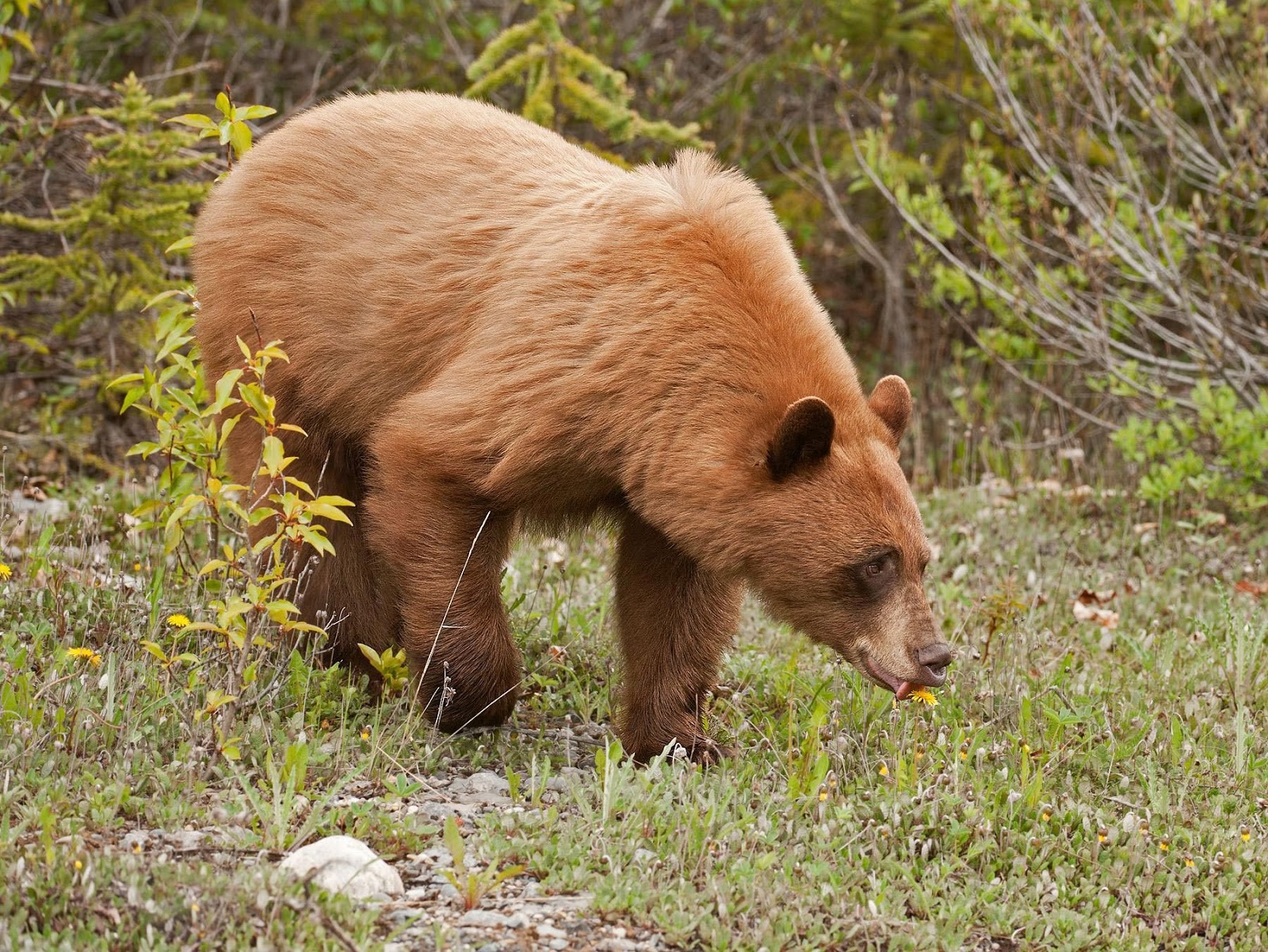 Abe's Animals: 3 exotic American black bear subspecies without the word ...
