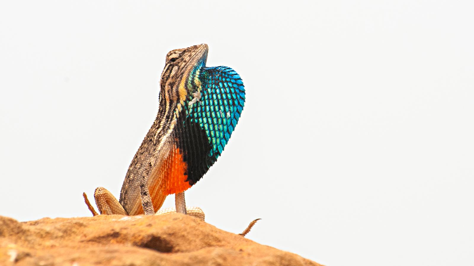 Species New to Science: [Herpetology • 2016] Systematics and Phylogeny ...