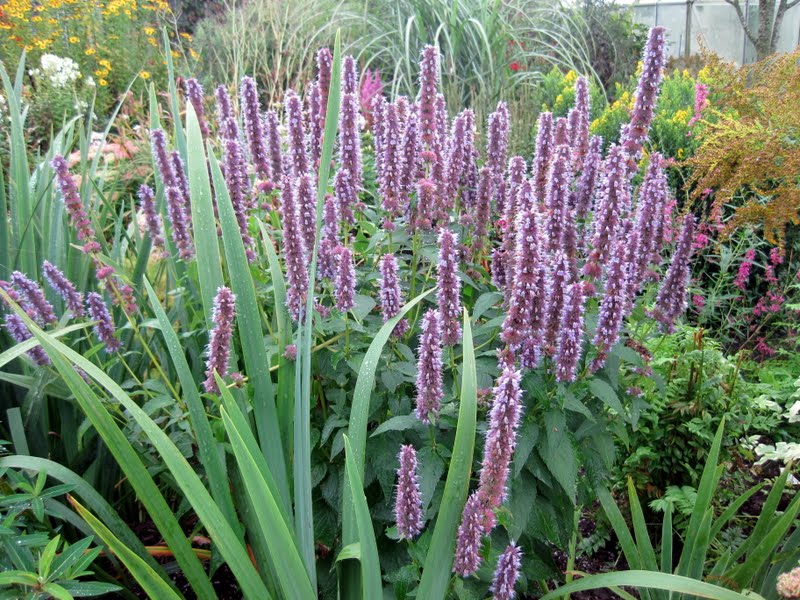 Landbohaven: Akantus.