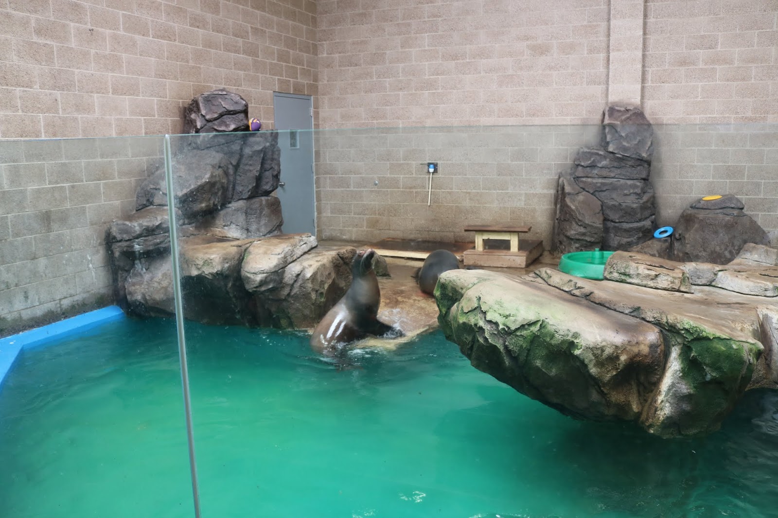 Amy's Creative Pursuits: Visiting the Como Park Zoo in Winter