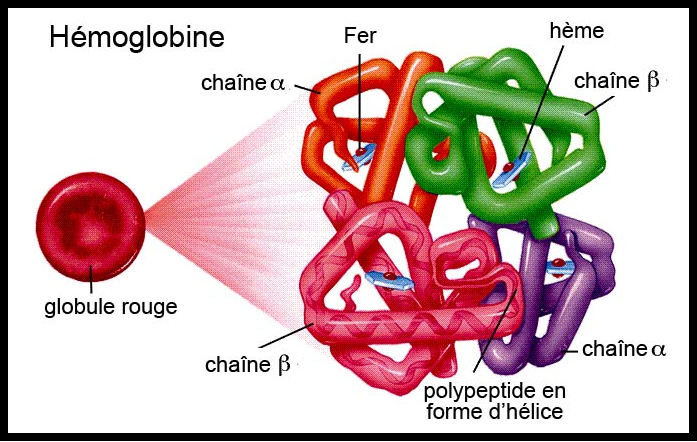 TPE Drépanocytose: La drépanocytose