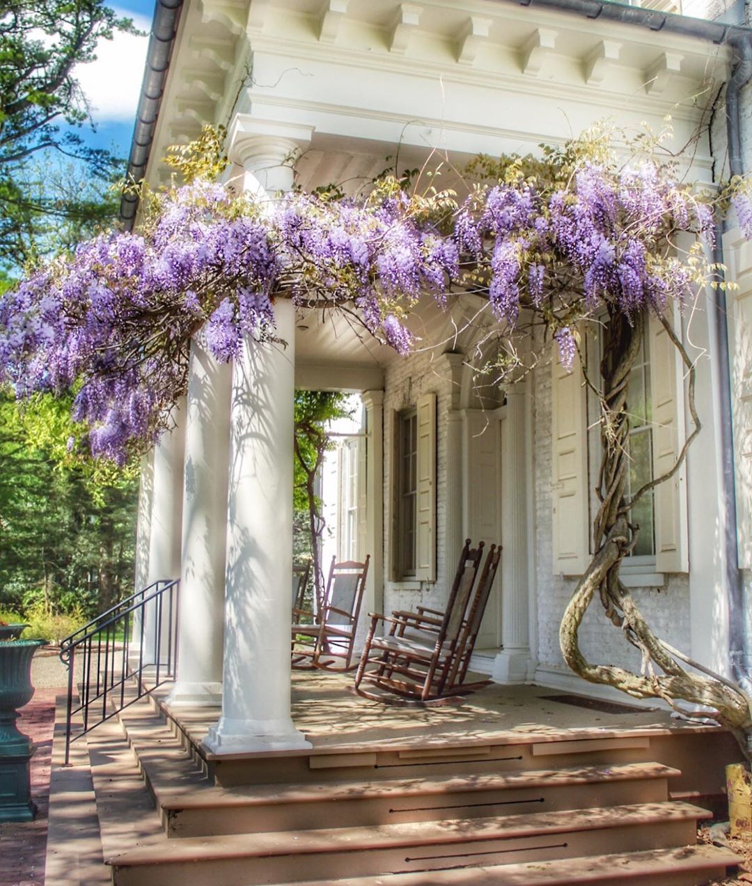 Il Glicine In Fiore {The wisteria is in bloom!} {𝐿𝒾𝒻𝑒, 𝐿𝑜𝓋𝑒, 𝐹𝓁𝑜𝓌𝑒𝓇𝓈 ...