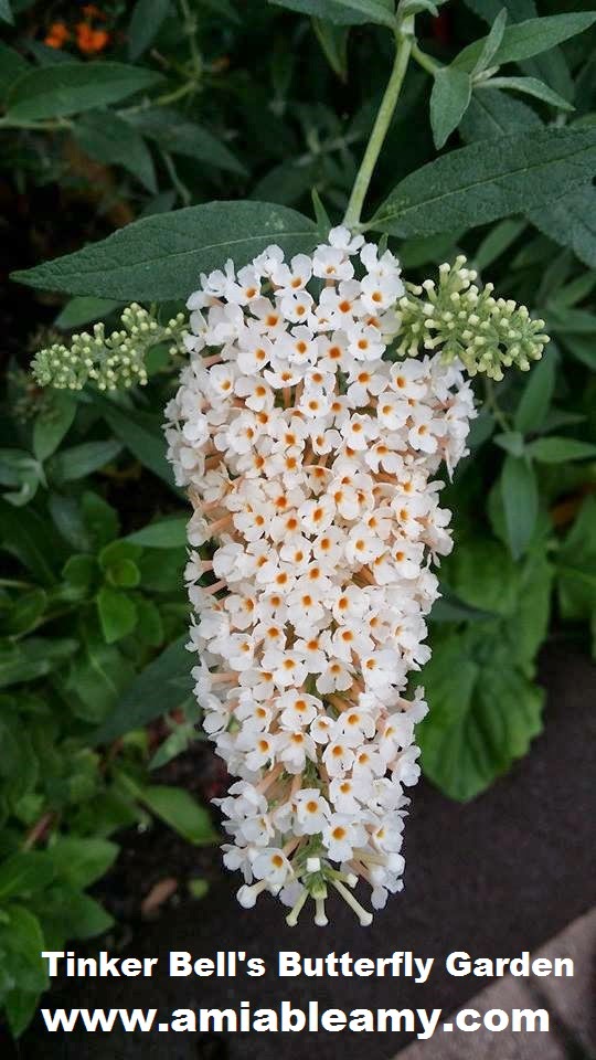 BEYOND PHOTOGRAPHY: Blooms Inside the Tinker Bell's Butterfly Garden