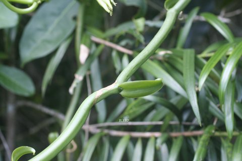 Papo Vives Sacerdote del Bosque: Don Juan Ricart y sus Vainillas