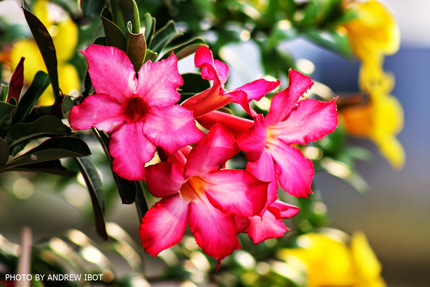 Ako si ANDREW IBOT!: Kalatsutsi (Plumeria acuminata Ait)