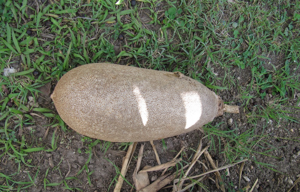 Cultural liquor from Africa