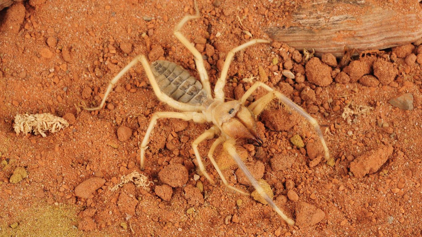 walzenspinne - Germany News Collections