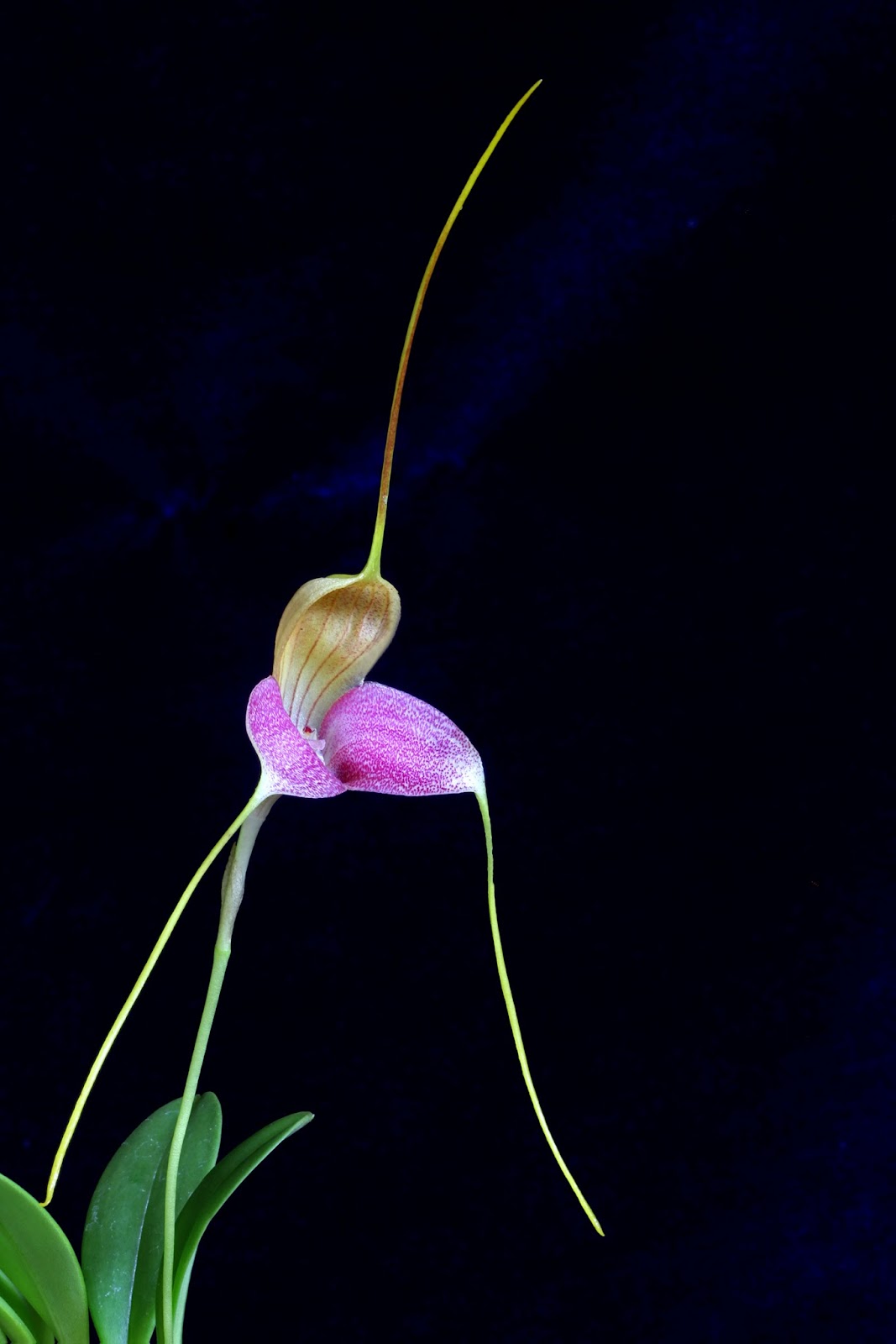 Orchids in Bloom: April 2015