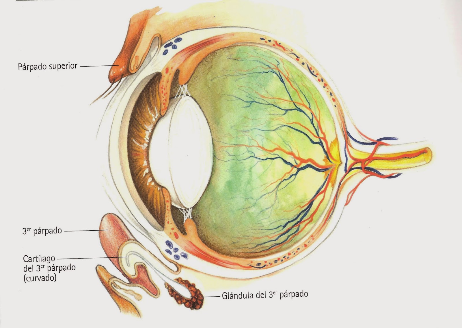Clinica Veterinaria Torreblanca: LUXACIÓN DE LA GLÁNDULA LACRIMAL DE LA ...