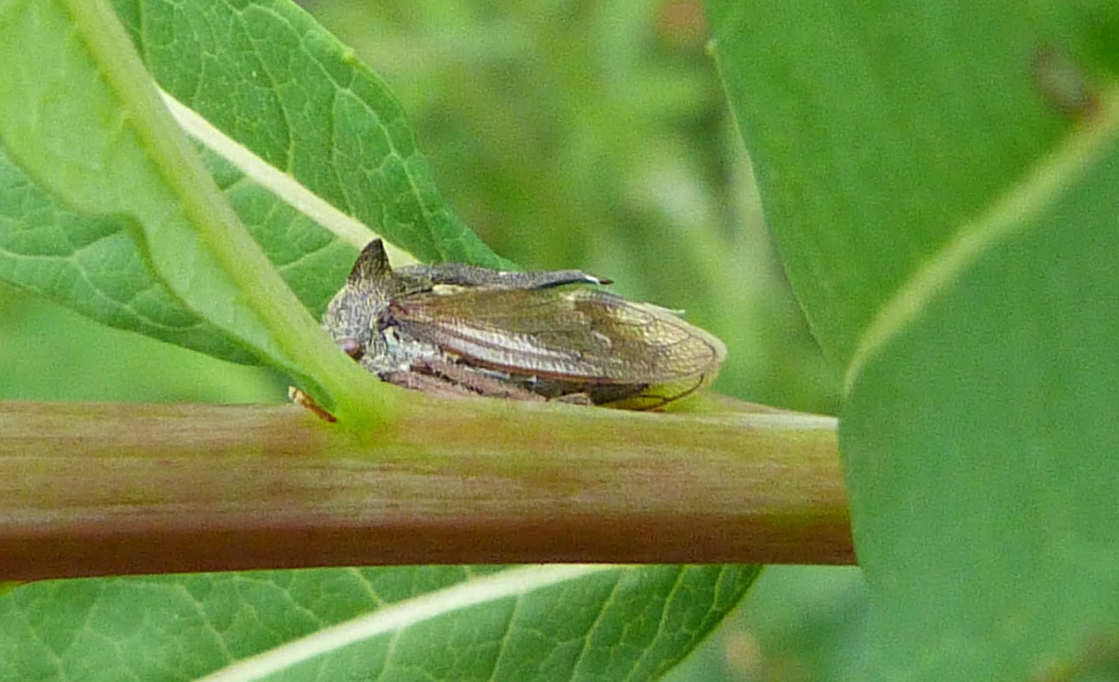 Insects of Scotland: True Bugs