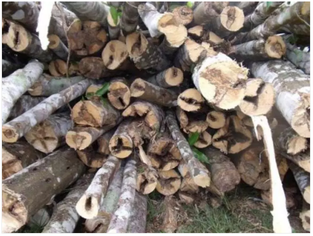 Lantai Kayu Rumah Malang: Kenal Kayu Gaharu?!! Ialah Kayu Indonesia ...