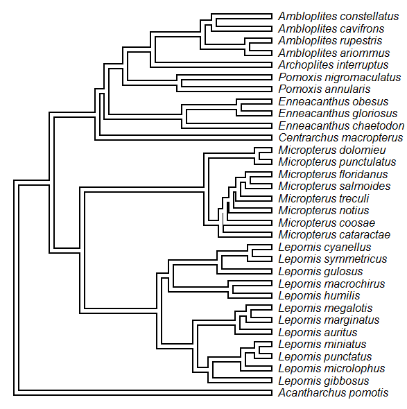 Phylogenetic Tools for Comparative Biology: Plot outline-only tree