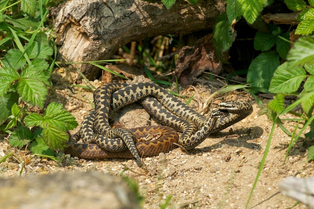 Matt's Photos: Dance of the Adders: 2014