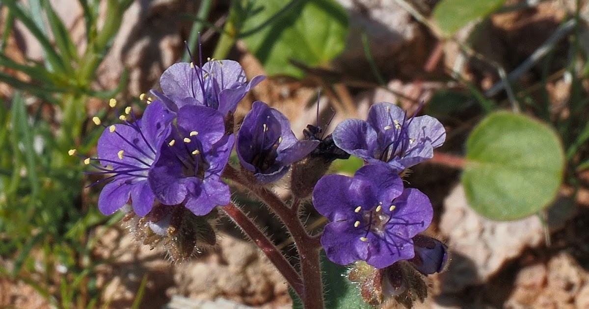 R. David Morrow's Hiking and photography site: Nevada desert wildflowers