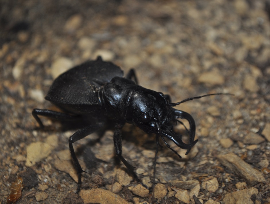 ZOOTOGRAFIANDO (6.100 ANIMALS): ESCARABAJO TIGRE / TIGER BEETLE ...
