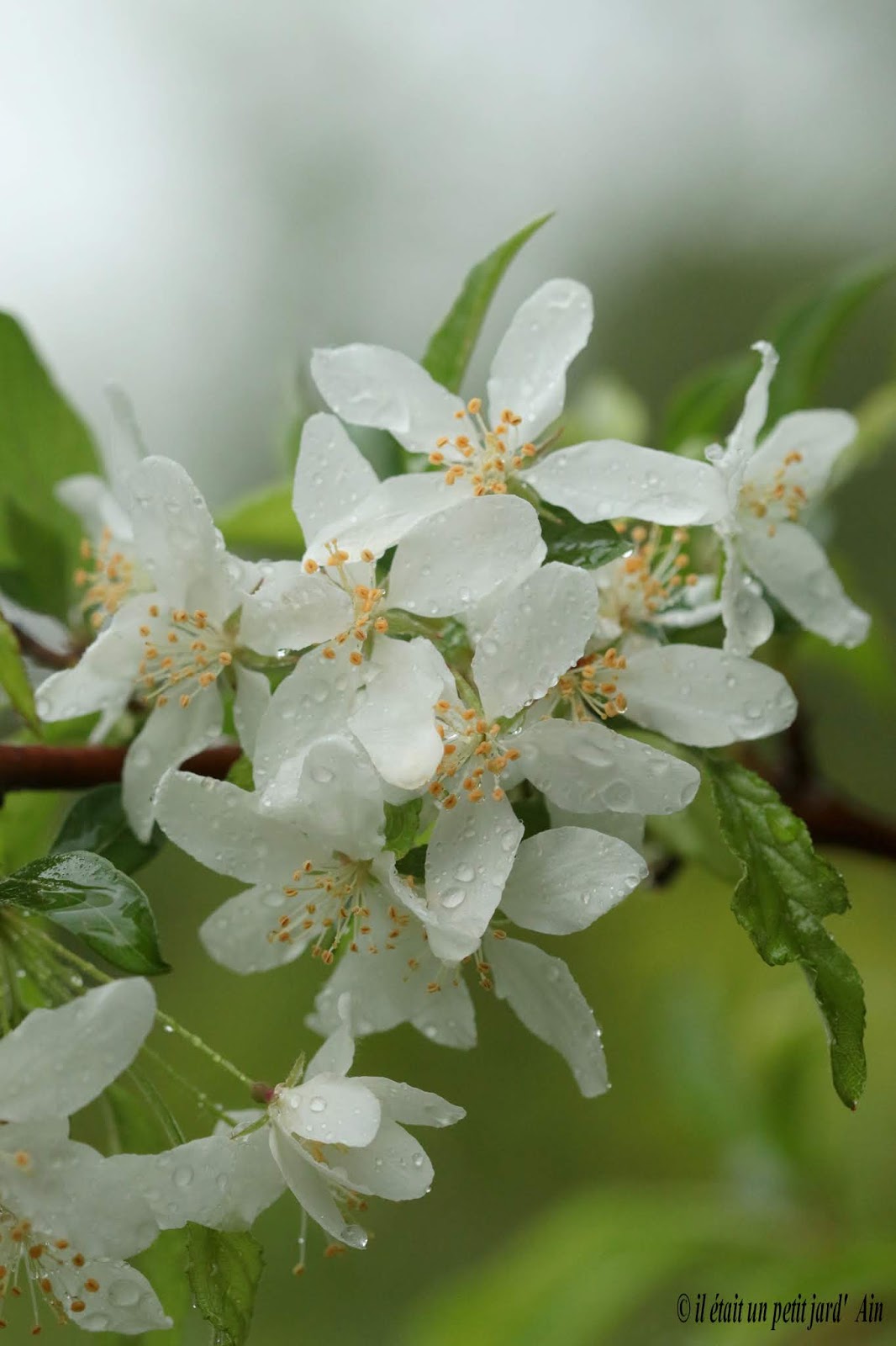 IL ETAIT UN PETIT JARD'AIN ...: FOCUS PRUNUS MALUS TRESORUS ...