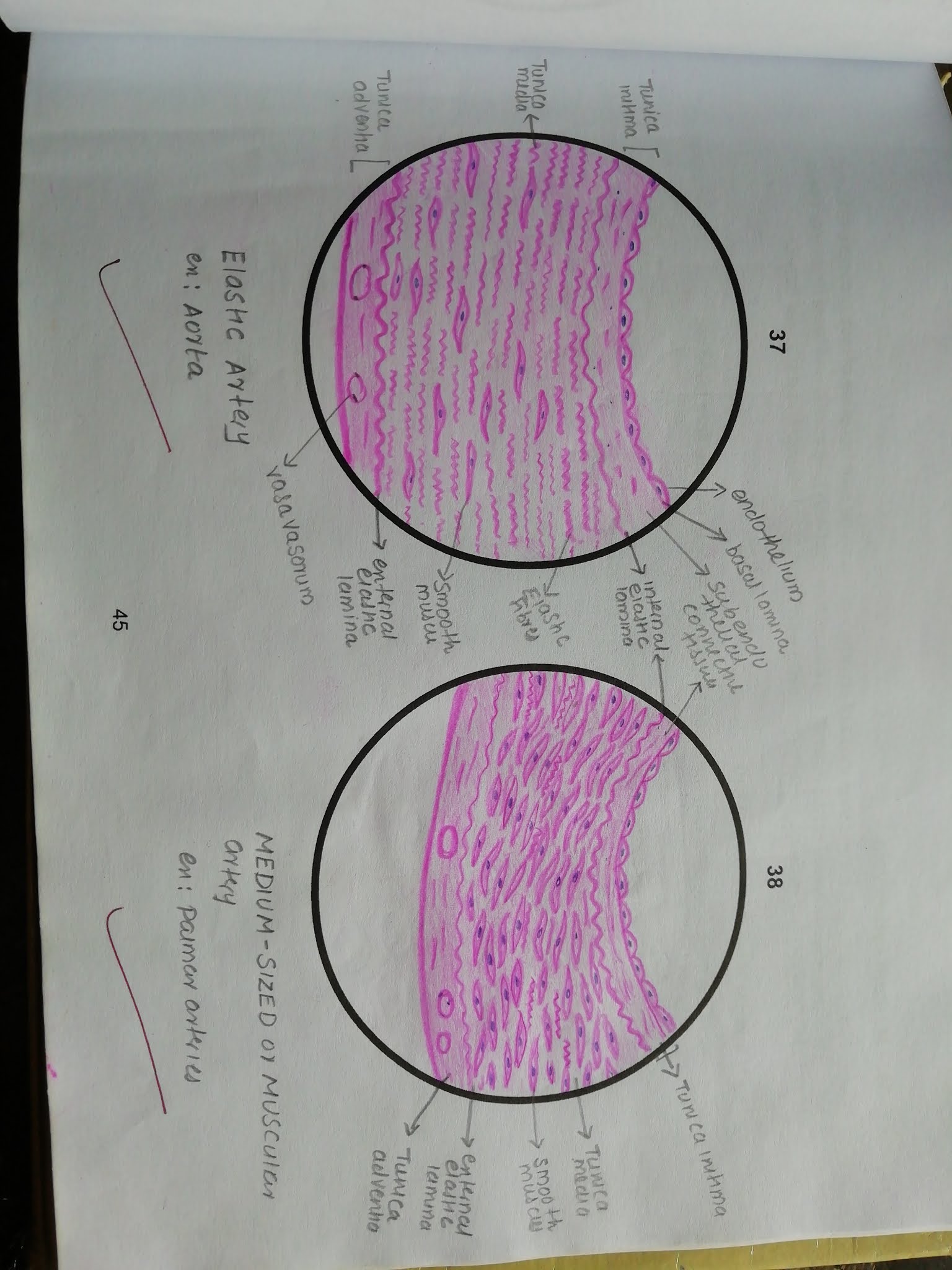Histology of vascular tissue