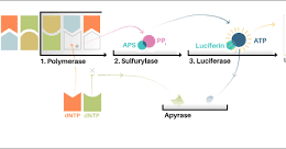 Pyrosequencing | Introduction, Principle, Working method, Pros and Cons