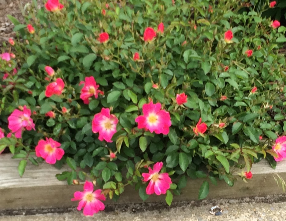 Gone To The Beach: June ~ Beach Roses