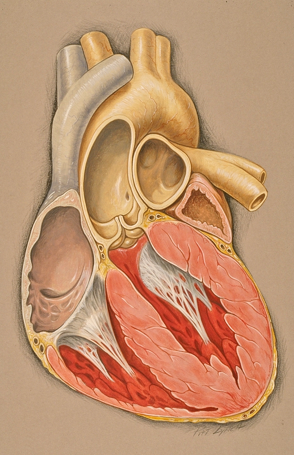 About The Human Body Heart Dissection Lab Questions about-the-human-body-heart-dissection-lab-questions