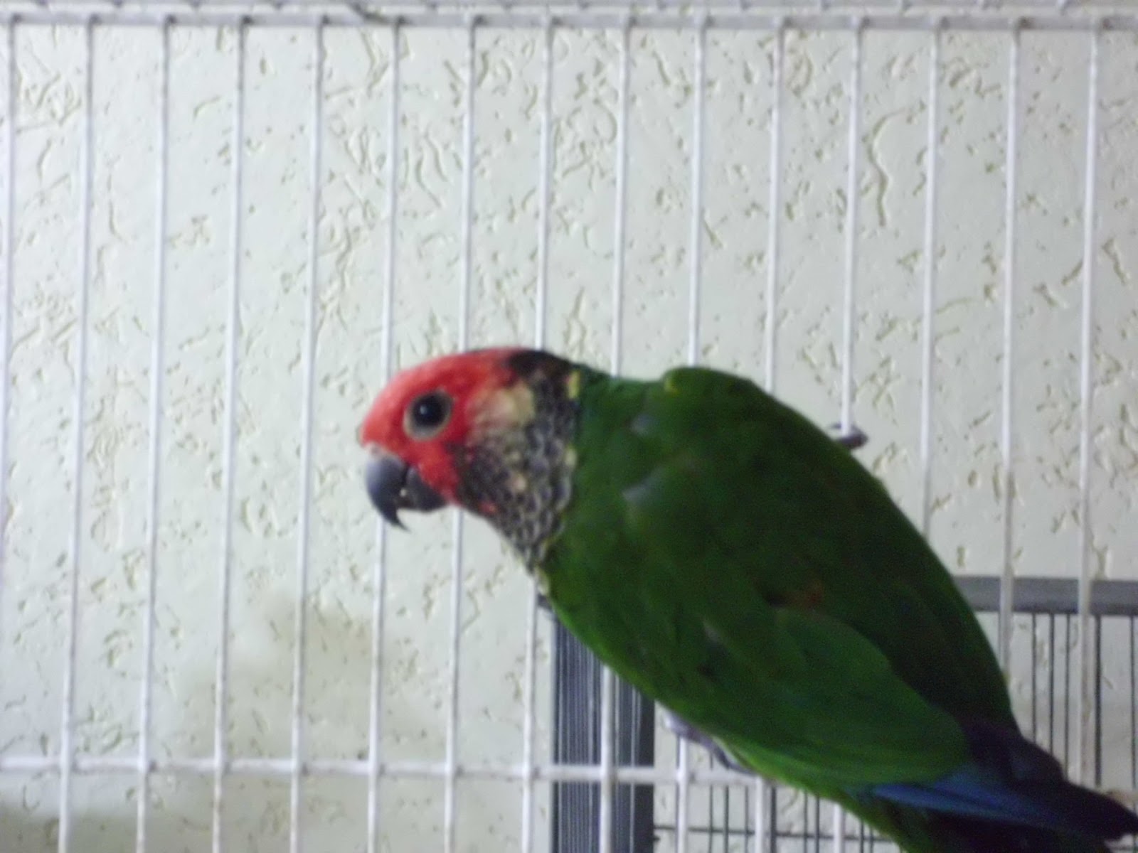 Pyrrhuras Brasil: Fotos