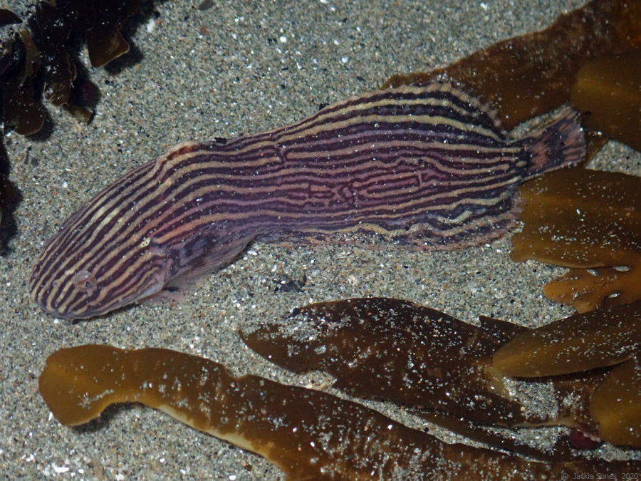 The Natural History of Bodega Head: Seeing stripes