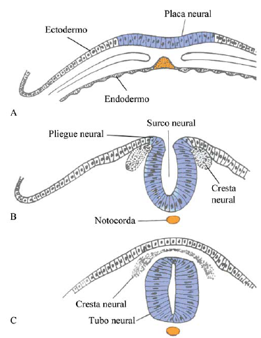 Embriologia y Desarrollo de la Médula Espinal