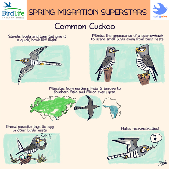 Green Humour: Spring Migration Superstars- Comics for Birdlife ...