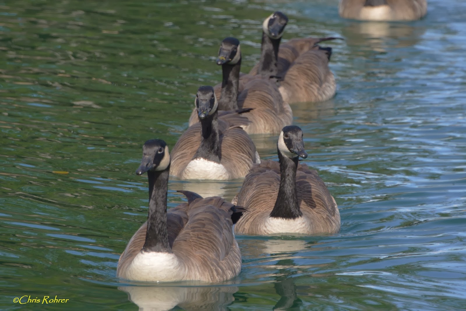 Las Aventuras: Las Aventuras: Arizona Geese and Swans