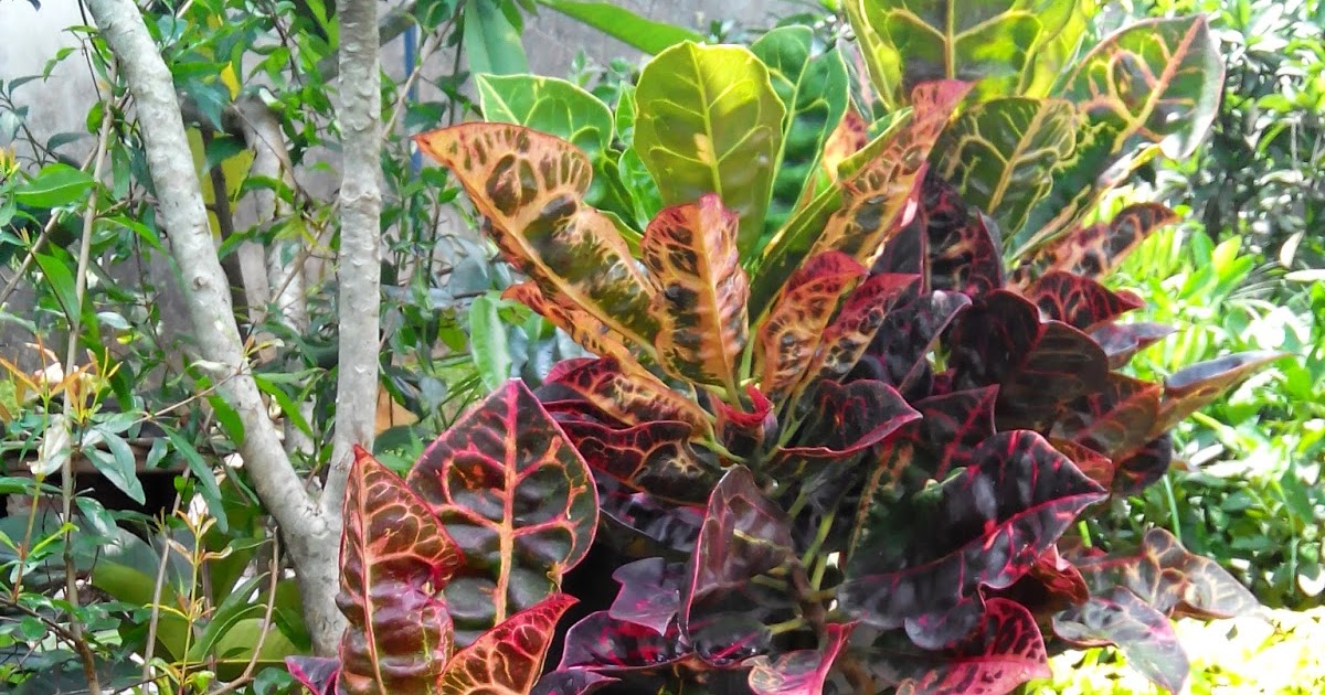 Puring Kura yang Indah dan Mahal - Education Articles