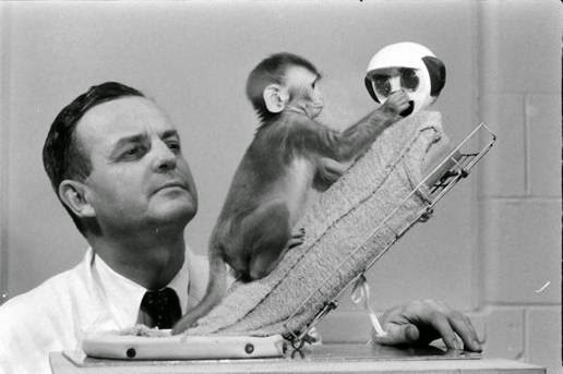 El Apego: Experimento de Harry Harlow