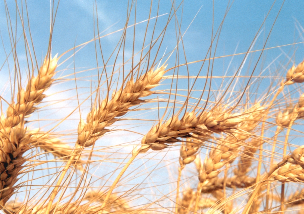 GEN: 10 de novembro é dia do Trigo