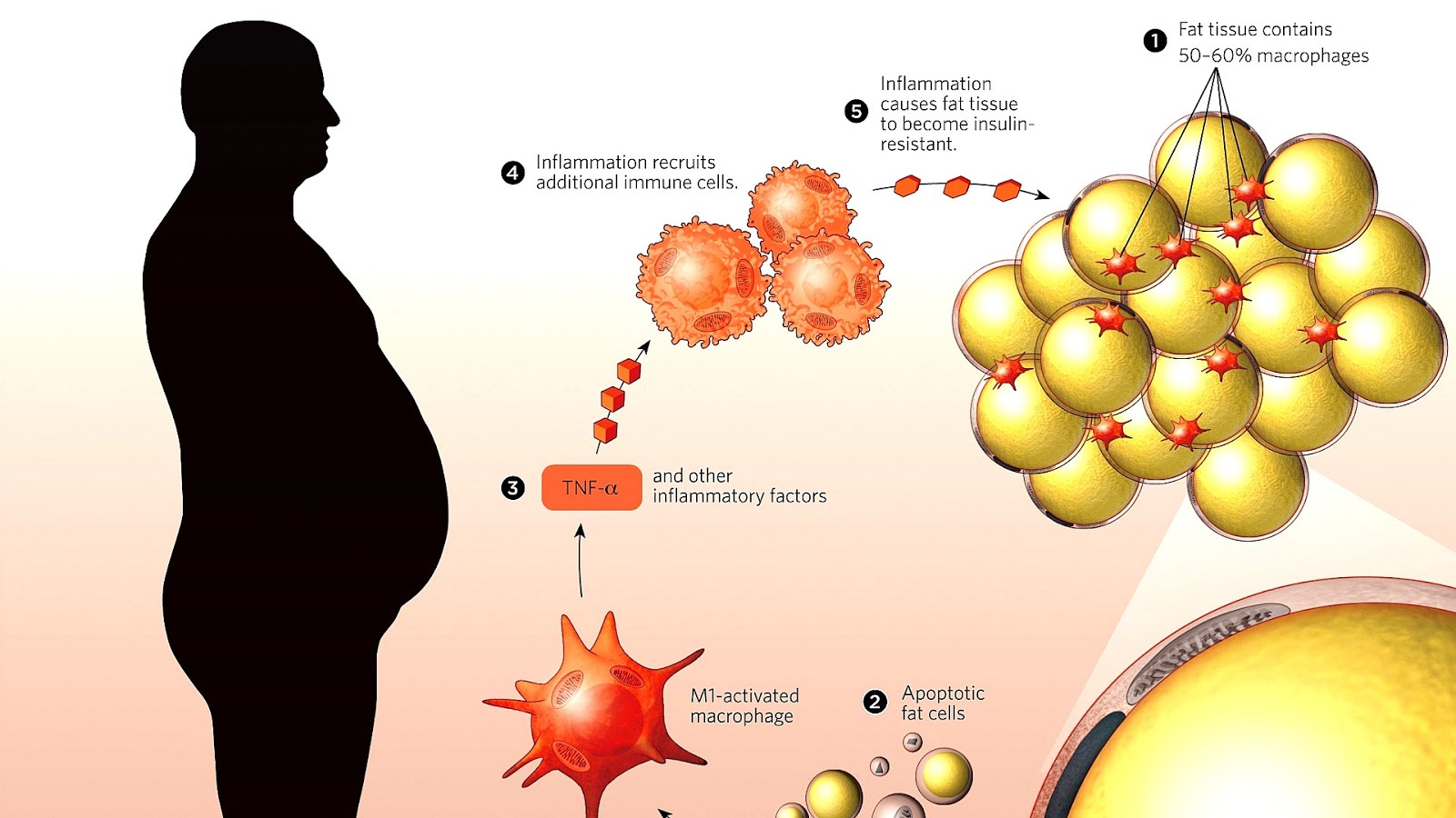 Insulin Adipose Tissue Insulin Choices insulin-adipose-tissue-insulin-choices
