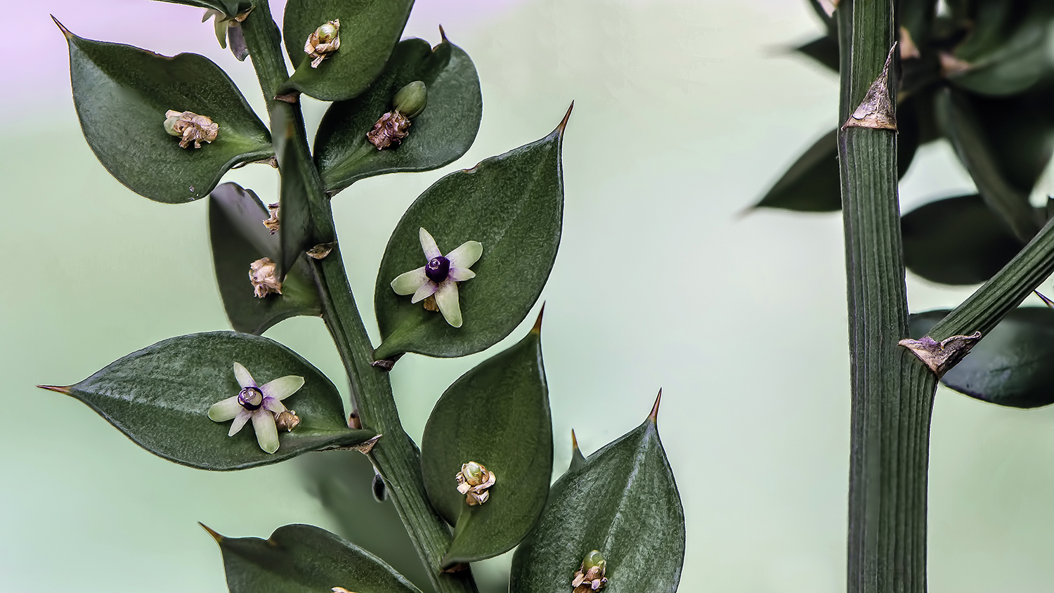 Flores y Paisajes de Asturias : Ruscus aculeatus (Rusco)